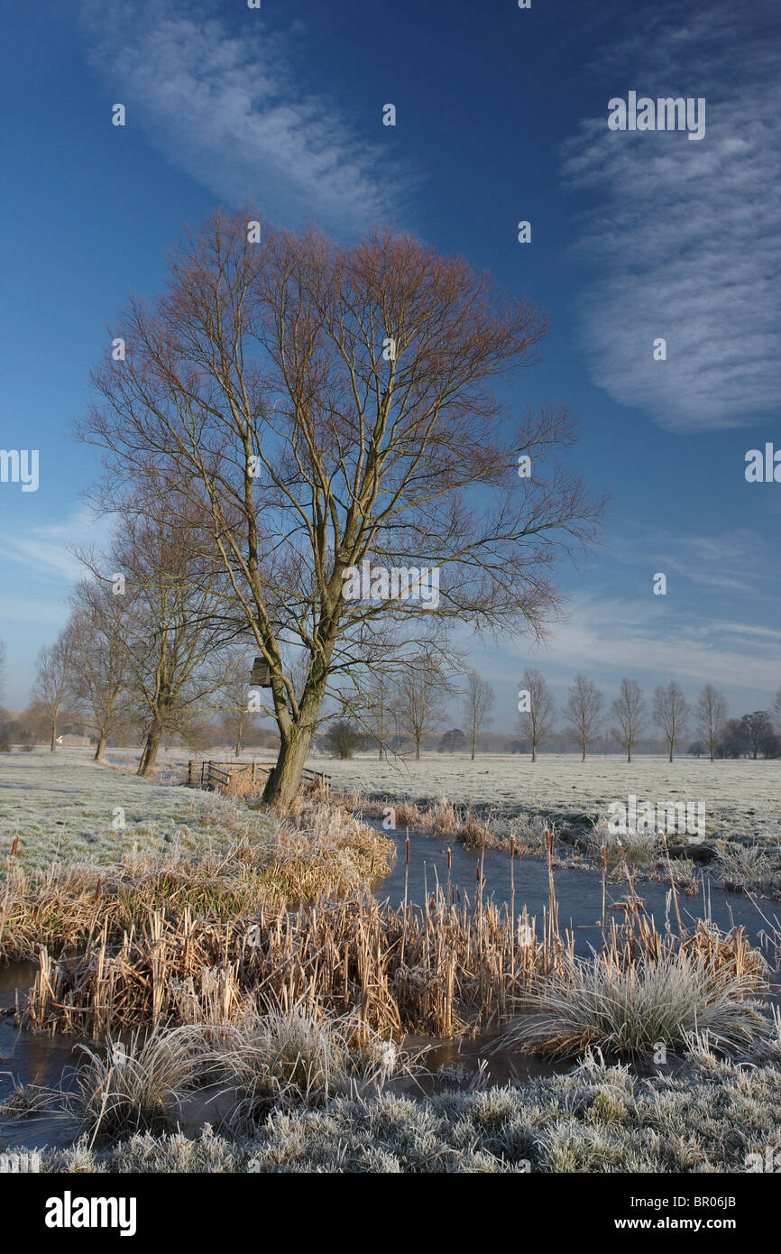 Willow trees in Winter Stock Photo - Alamy