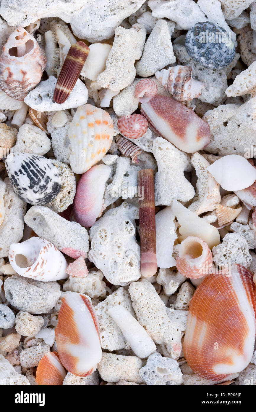 Shells on the beach Stock Photo - Alamy