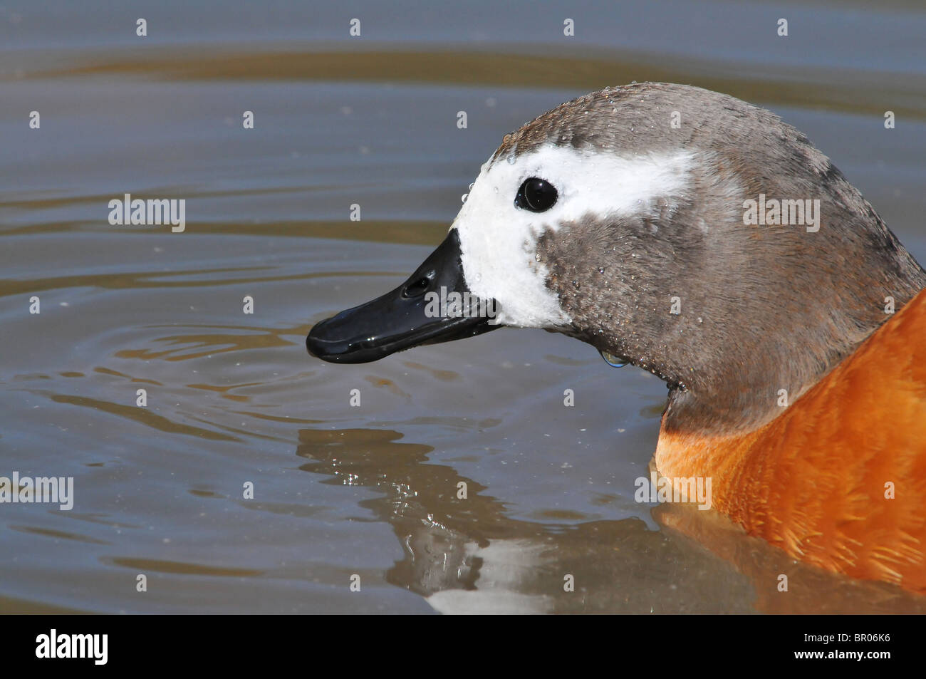 Cape shelduck female hi-res stock photography and images - Alamy