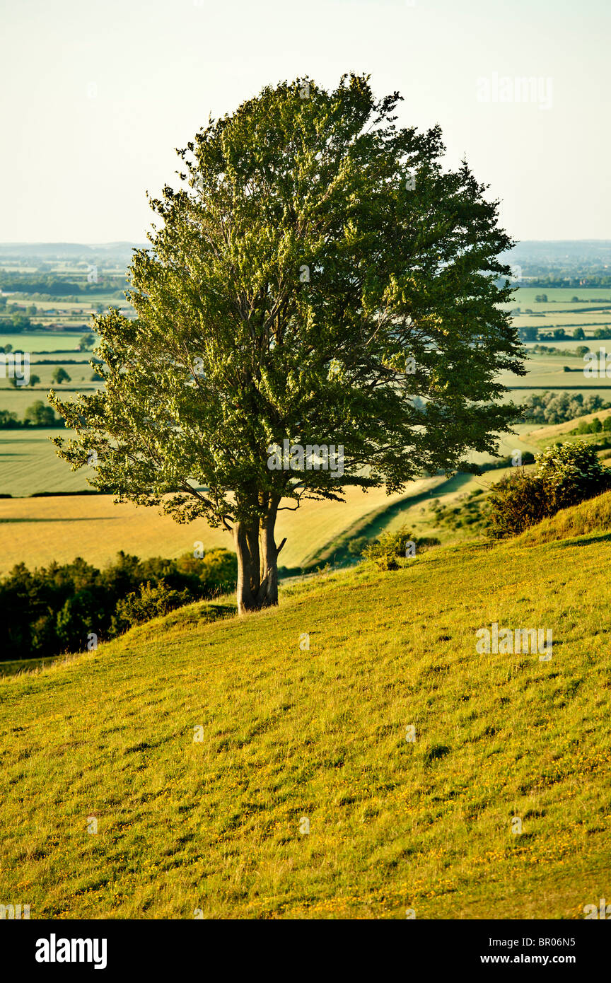 A Lone Tree on Hillside Stock Photo - Alamy