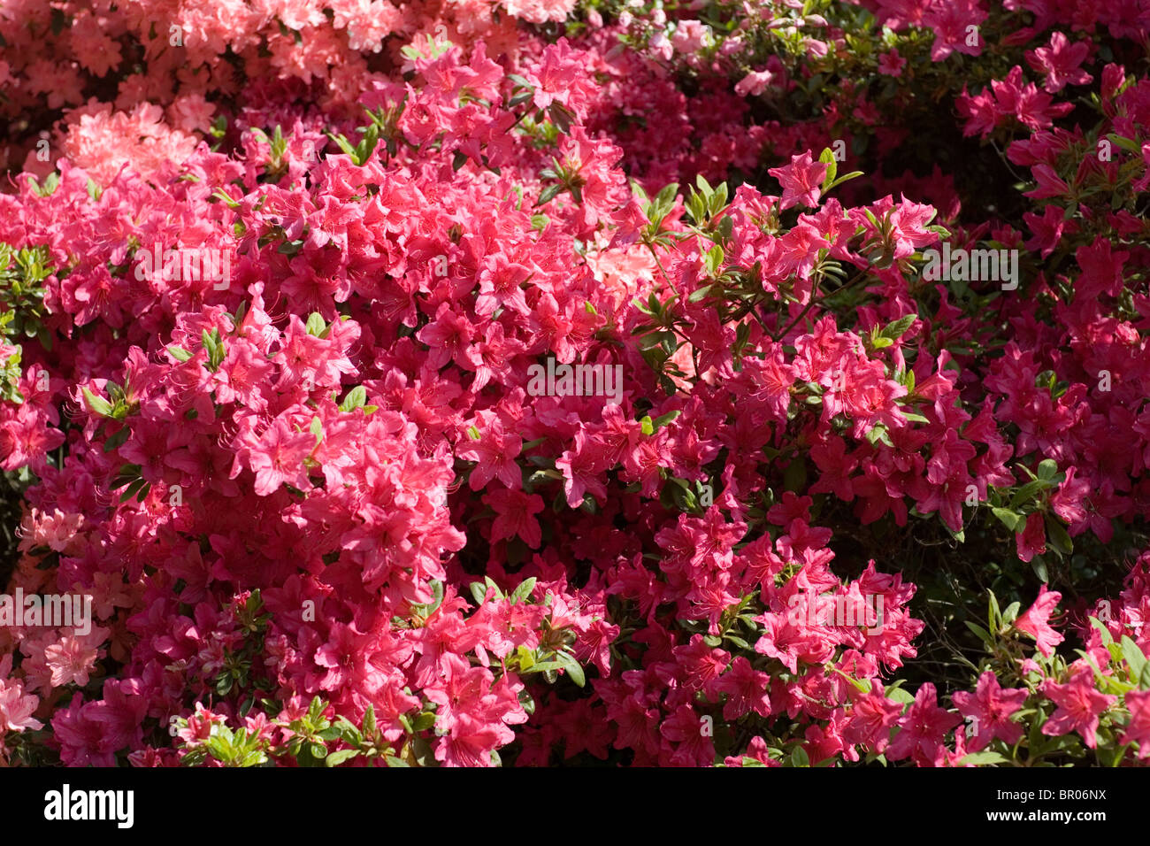 Pink rhododendron bush Stock Photo - Alamy