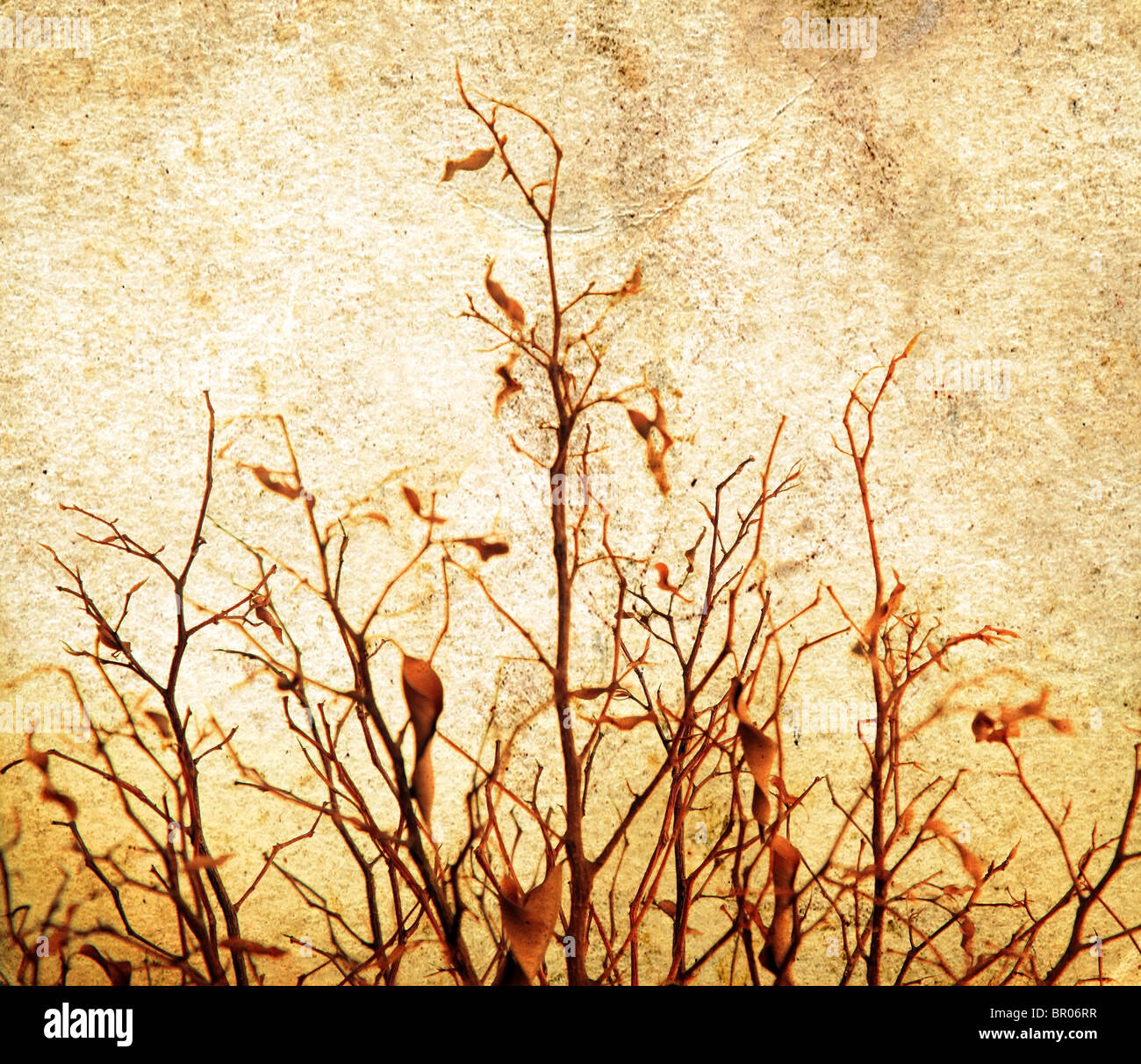 Grunge autumnal tree Stock Photo - Alamy