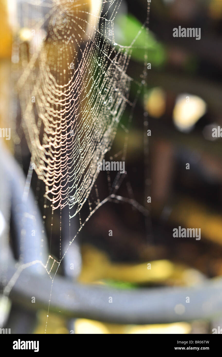 Insect in cobweb hi-res stock photography and images - Alamy
