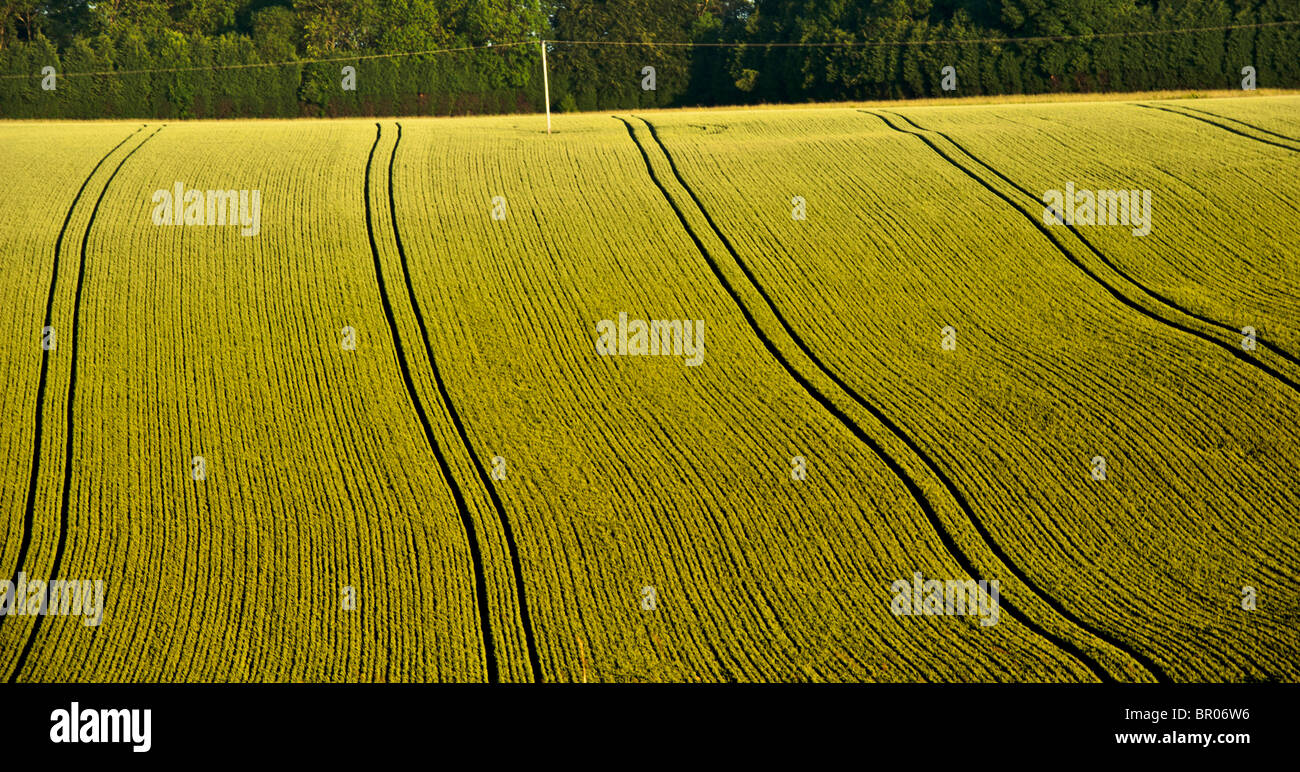 Tractor lines in a field of crops Stock Photo - Alamy