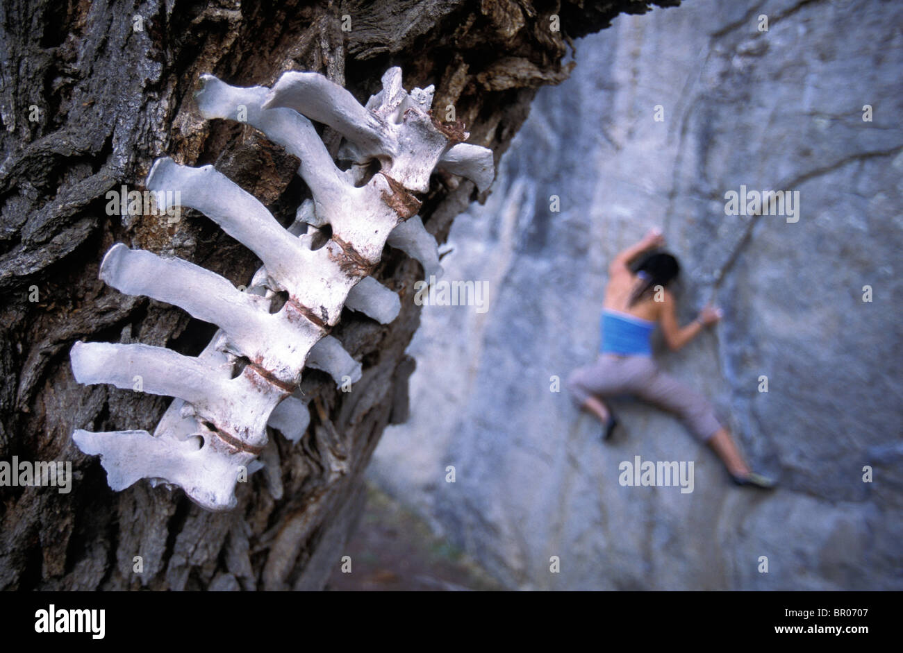 Vertabrae hi-res stock photography and images - Alamy