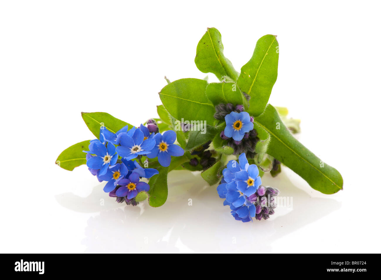 Blue forget me not flower Cut Out Stock Images & Pictures - Alamy