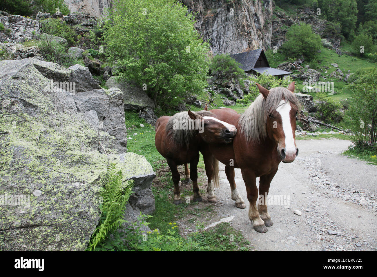 Wild mountain horses in subalpine forest on Pyrenean traverse track ...