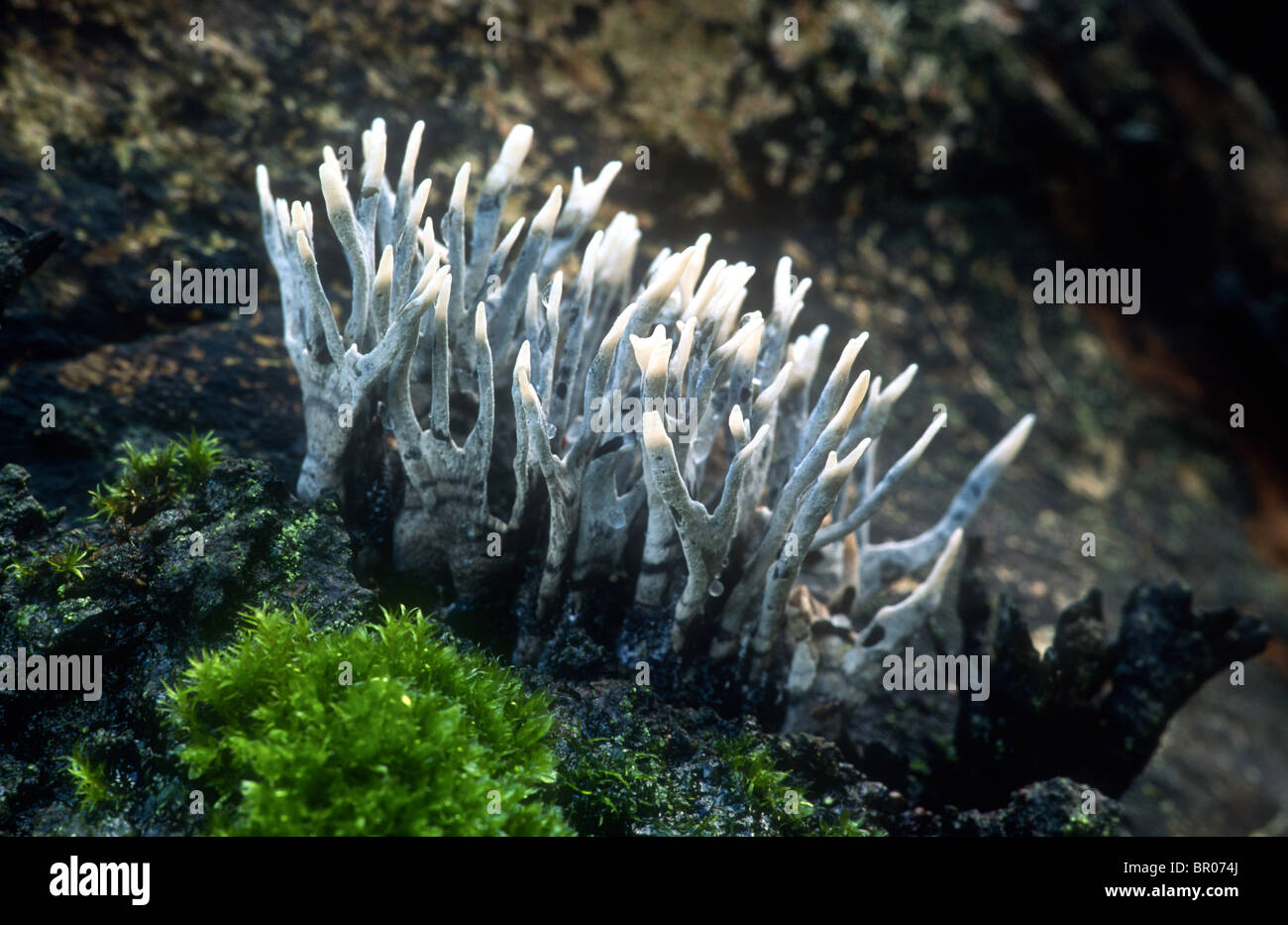 Xlaria hi-res stock photography and images - Alamy