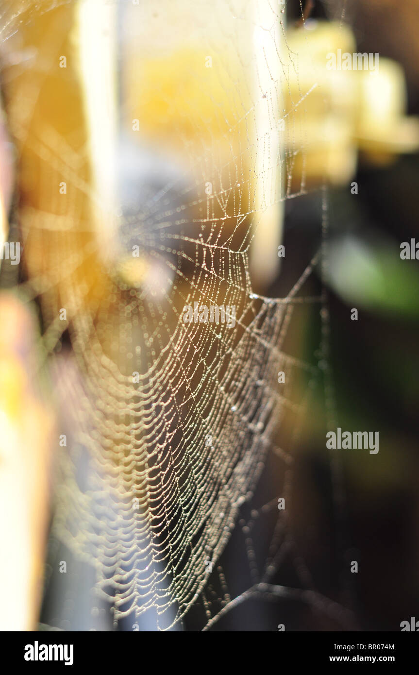 Cobweb hi-res stock photography and images - Alamy