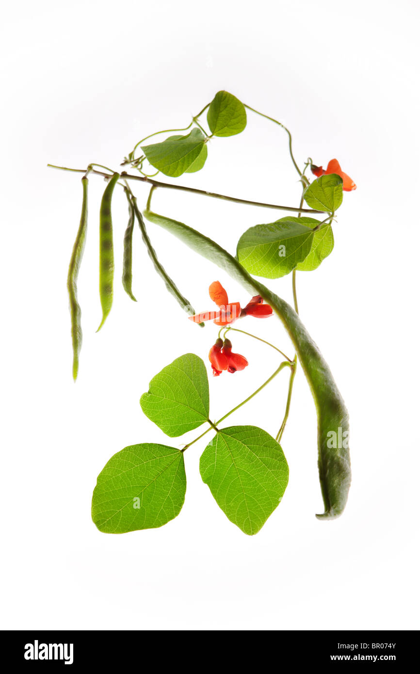 Runner Beans Stock Photo - Alamy
