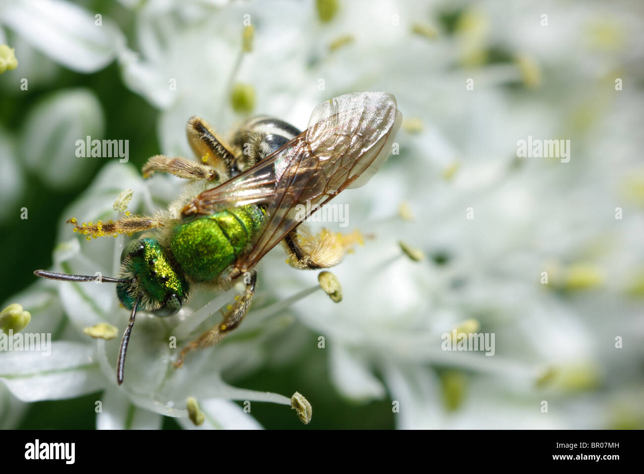 Agapostemon