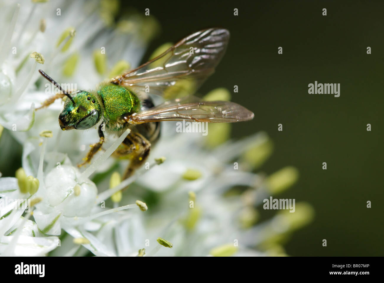 A green metallic bee (Agapostemon virescens) gathers nectar Stock Photo ...