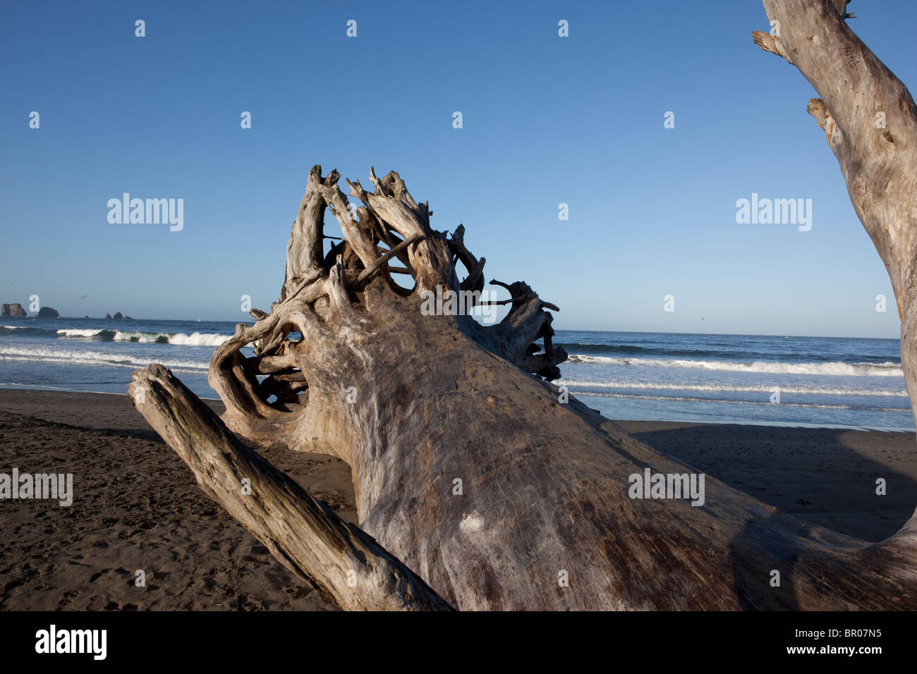 huge tree trunk washed up on beach in the pacific northwest Stock Photo ...