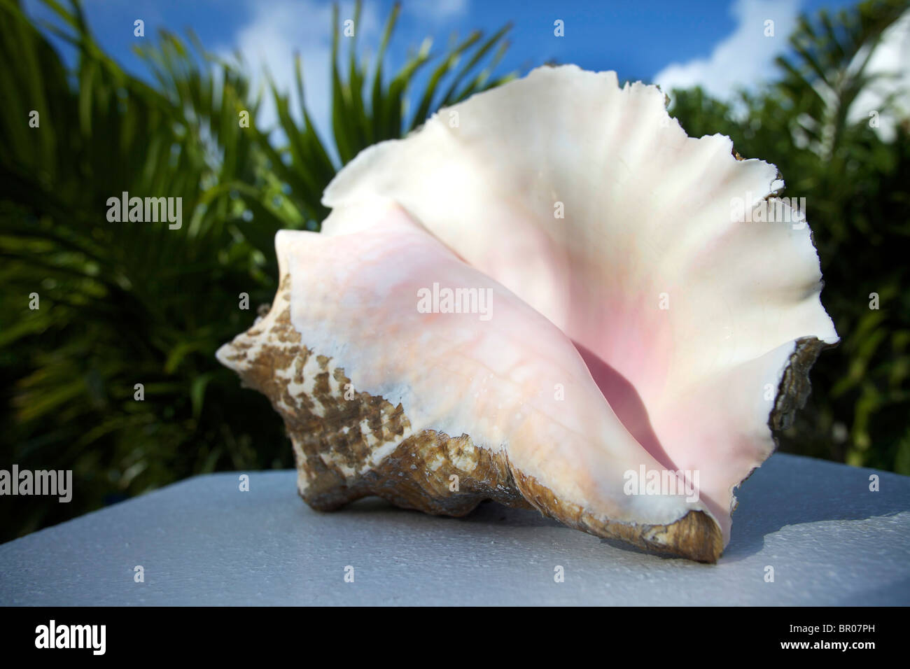Conch shells bahamas caribbean hi-res stock photography and images - Alamy