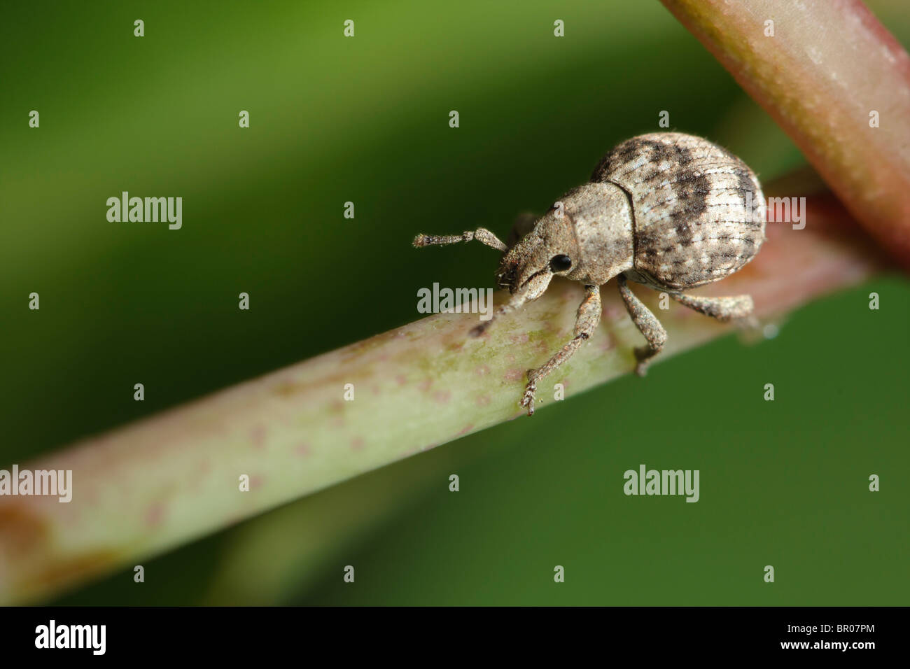 A two-banded Japanese weevil climbs along the stem of a Japanese ...