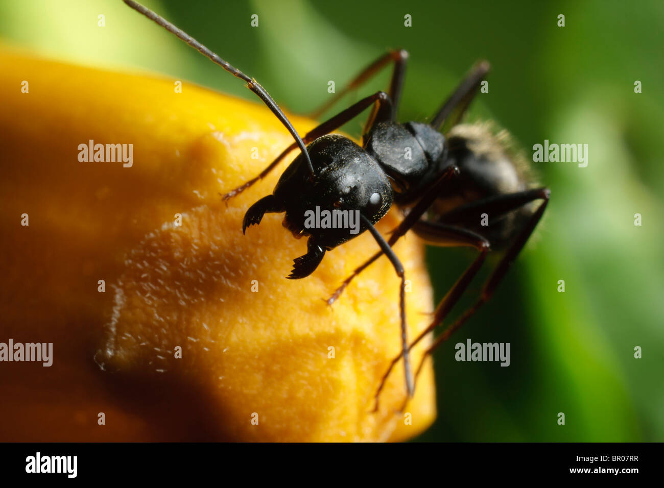 How Many Legs Does An Ant Ants Are One Of The Most, 53% OFF