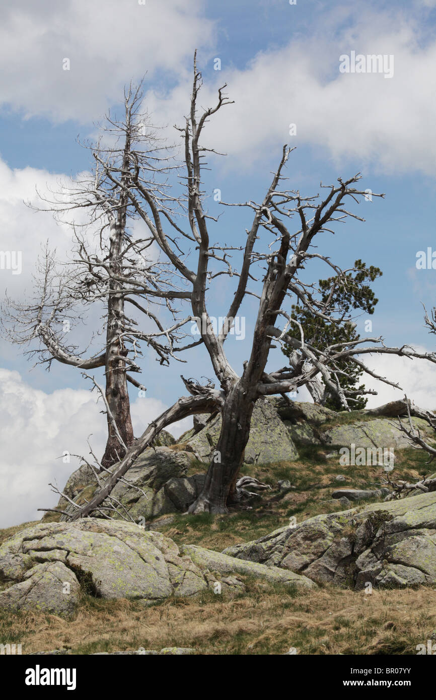Dead trees in sparse high alpine forest on ascent from Espot to Estany ...