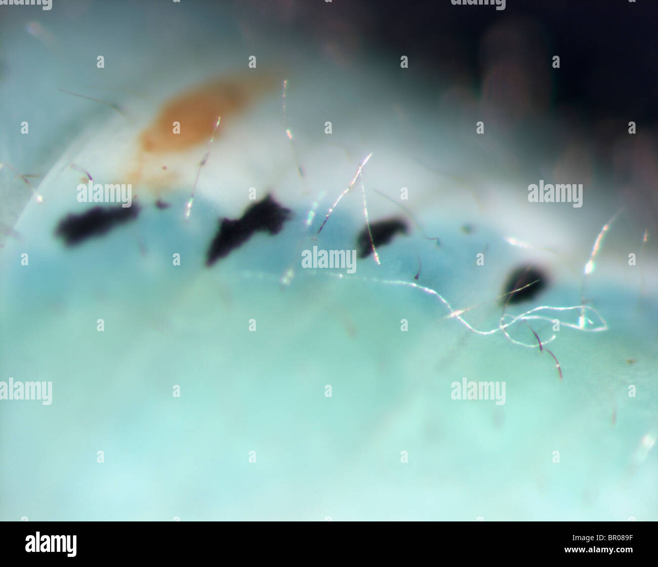 Caterpillar Under Microscope