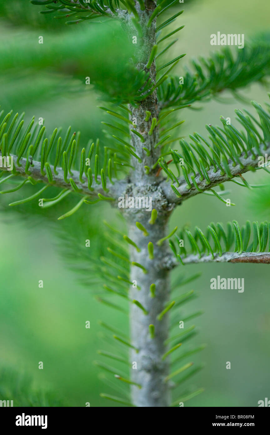 detail of green pine tree branch Stock Photo - Alamy