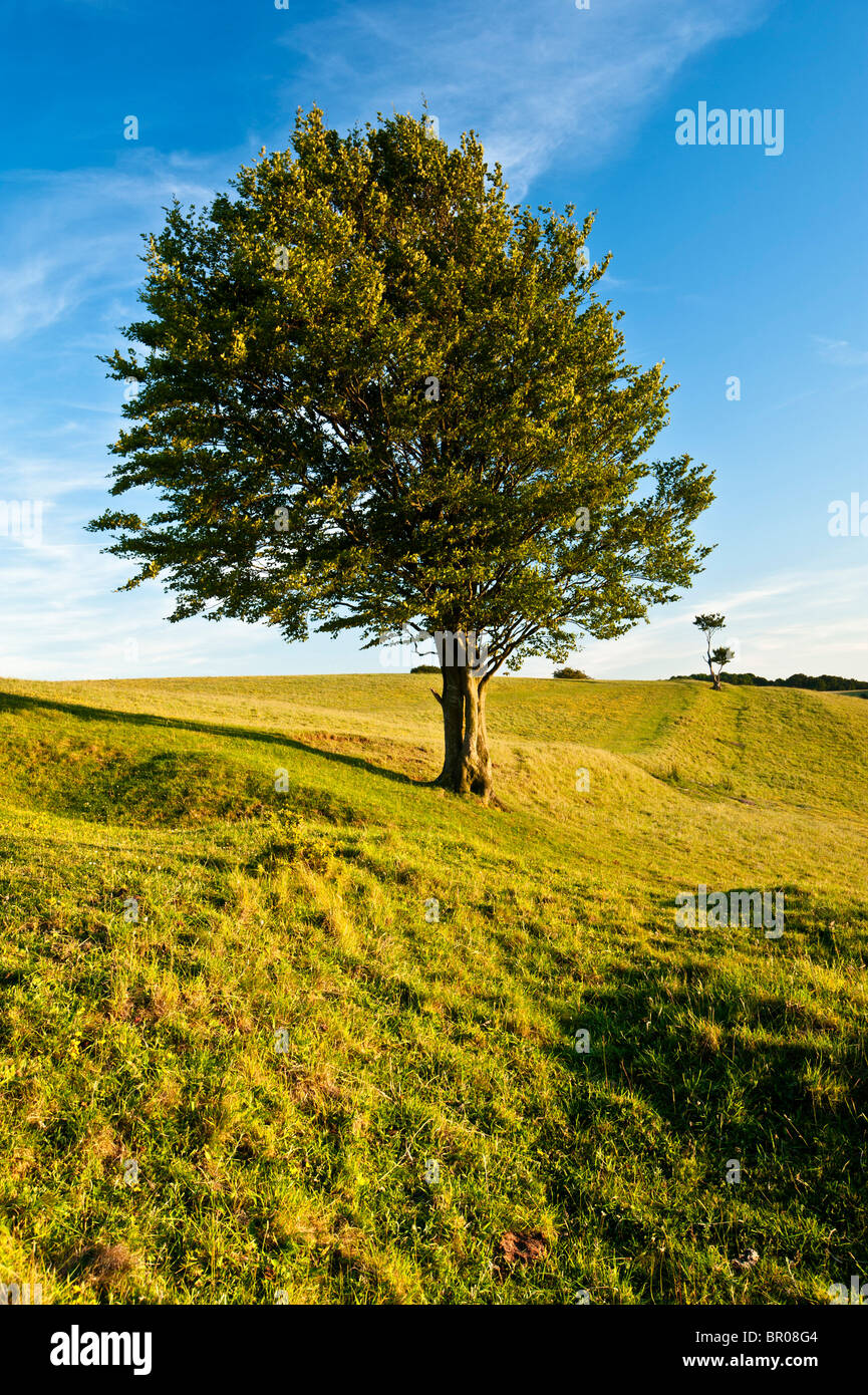 Walking tree hillside hi-res stock photography and images - Alamy