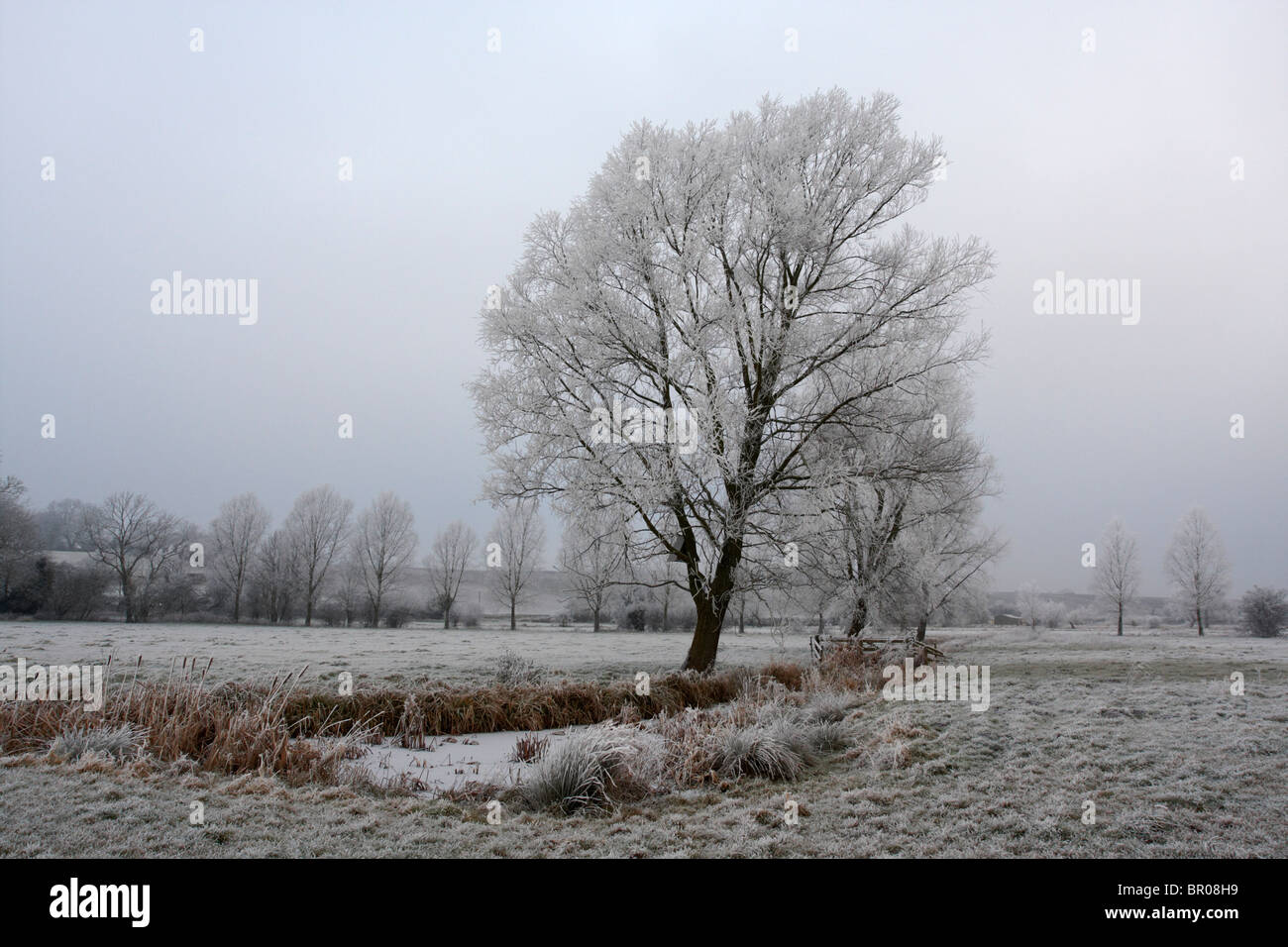 Willow trees in Winter Stock Photo - Alamy