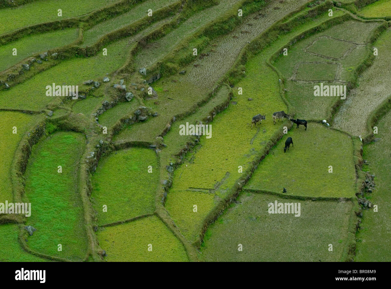 Indus valley pakistan hi-res stock photography and images - Alamy