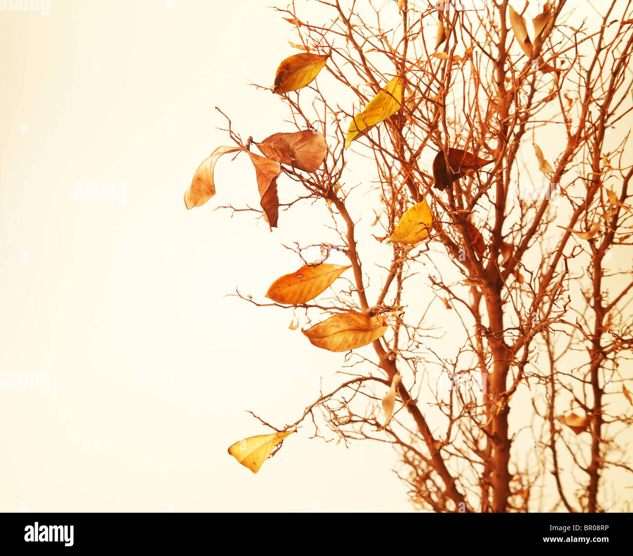 Fall autumnal Cut Out Stock Images & Pictures - Alamy