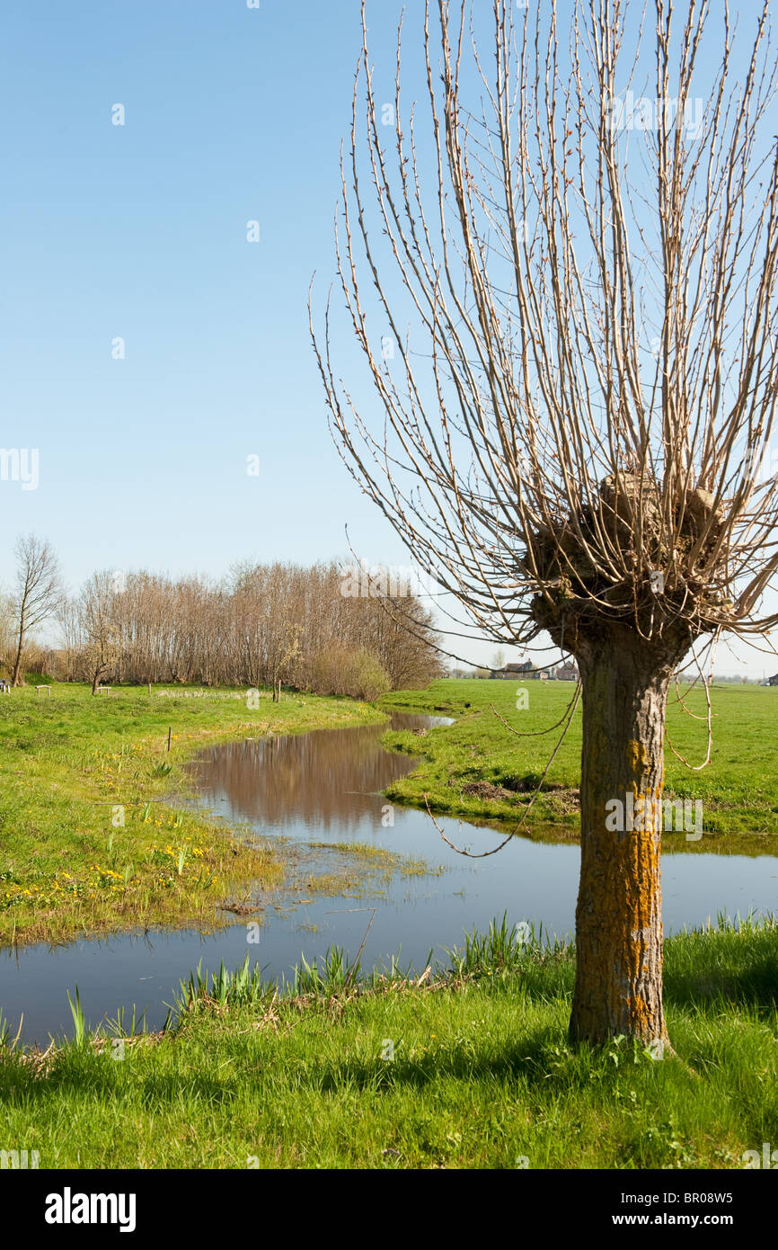 Pollard willows hi-res stock photography and images - Alamy