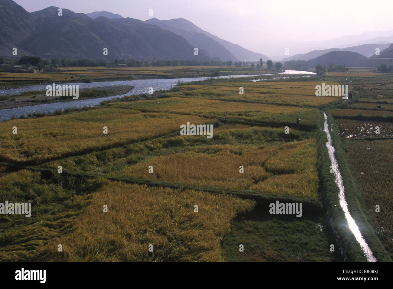 Lush rice fields sit ready for harvesting near Dowshi in Baghlan ...