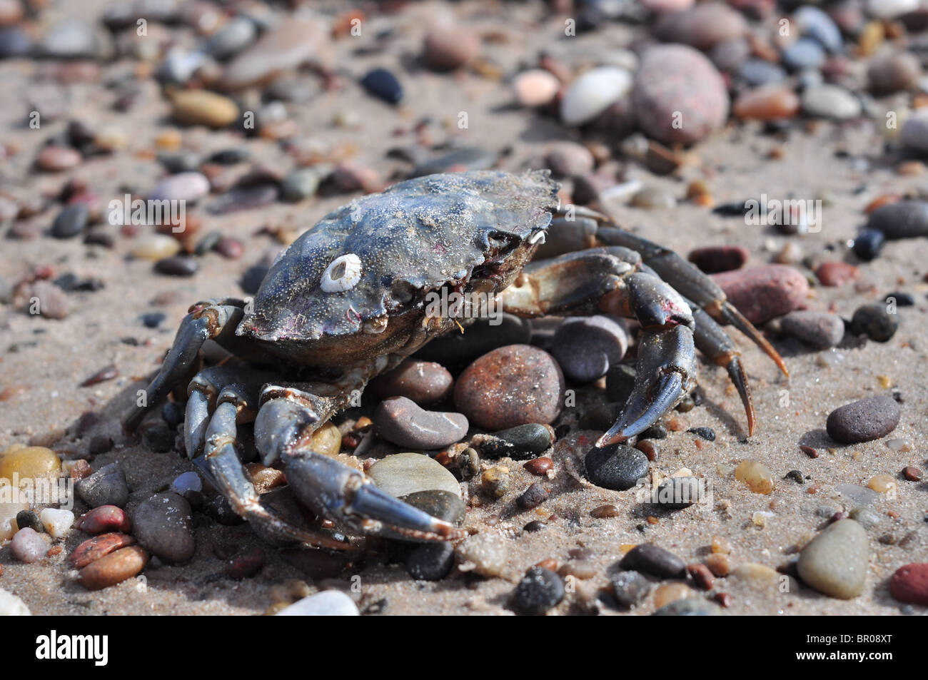 Scottish crab hi-res stock photography and images - Alamy