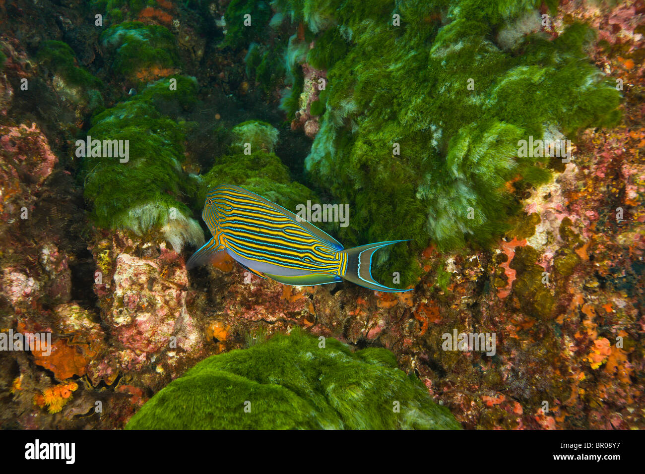 Lined Surgeonfish Acanthurus Lineatus High Resolution Stock Photography ...