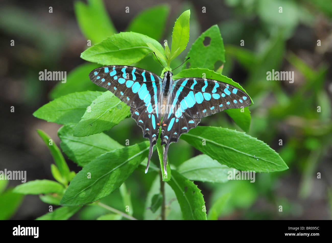 Tanzania butterfly hi-res stock photography and images - Alamy
