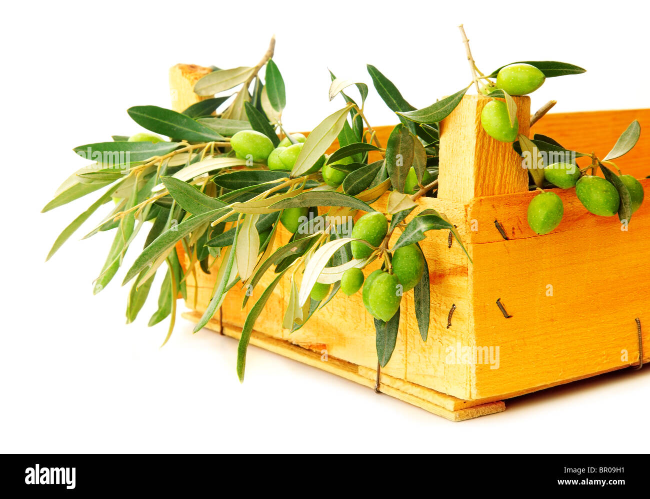 Olive Harvest High Resolution Stock Photography and Images - Alamy