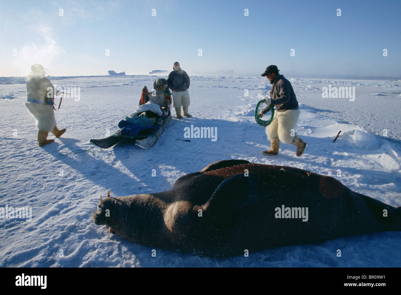 Hunt walrus hi-res stock photography and images - Alamy