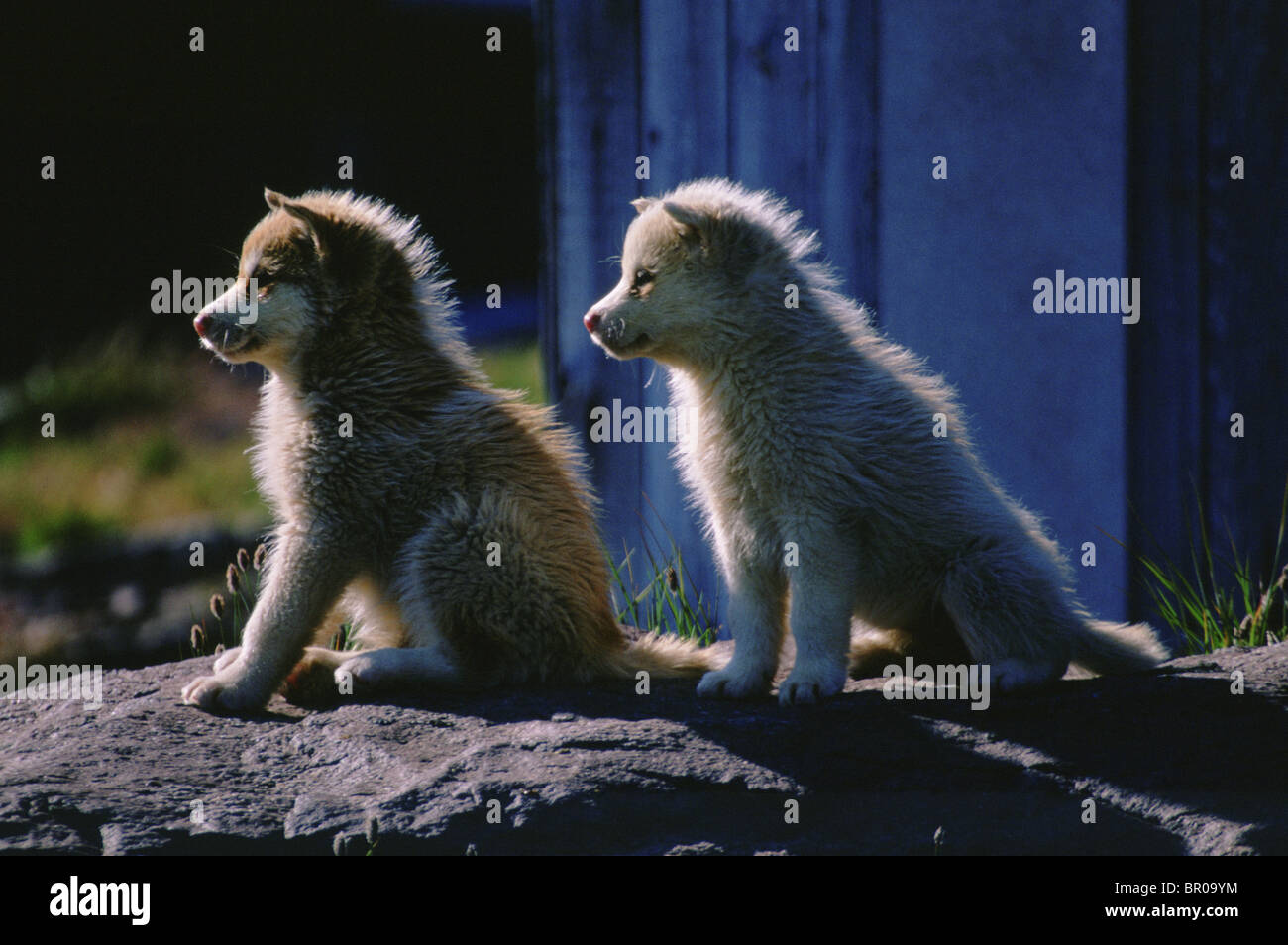 Young sled dogs Stock Photo - Alamy
