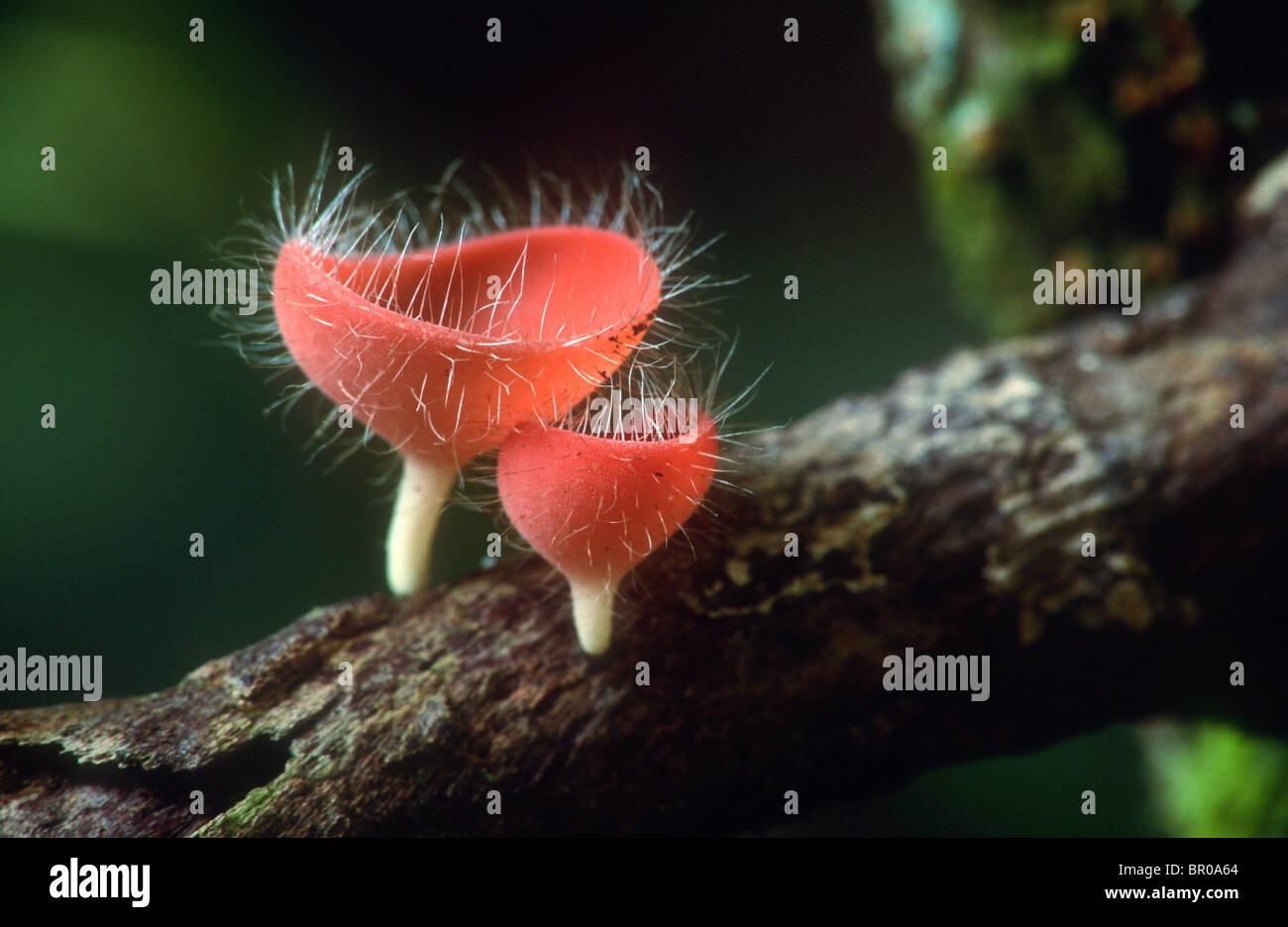 Cup fungus malaysia hi-res stock photography and images - Alamy