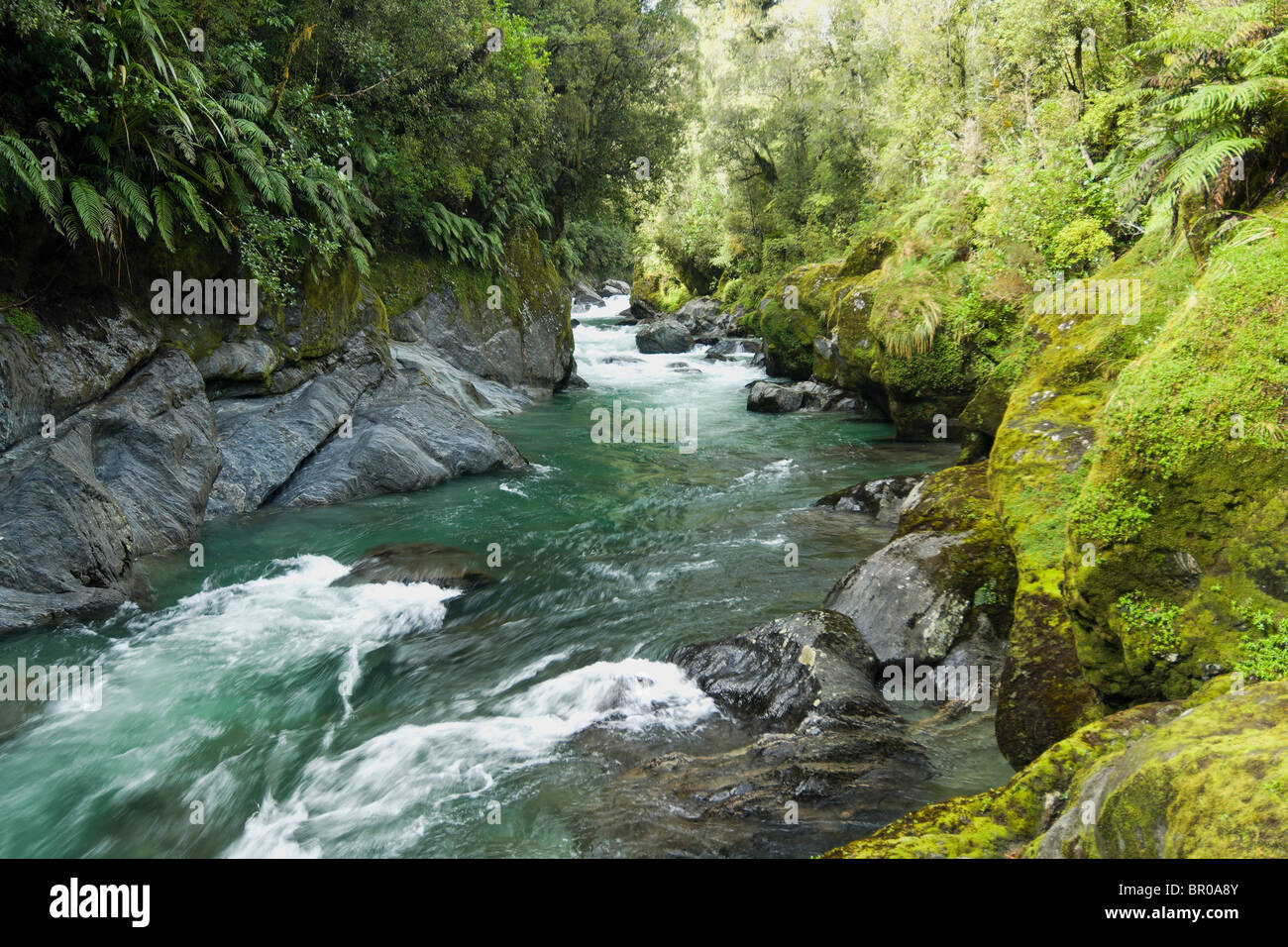 New Zealand, South Island. Crocked River flowing through temperate ...