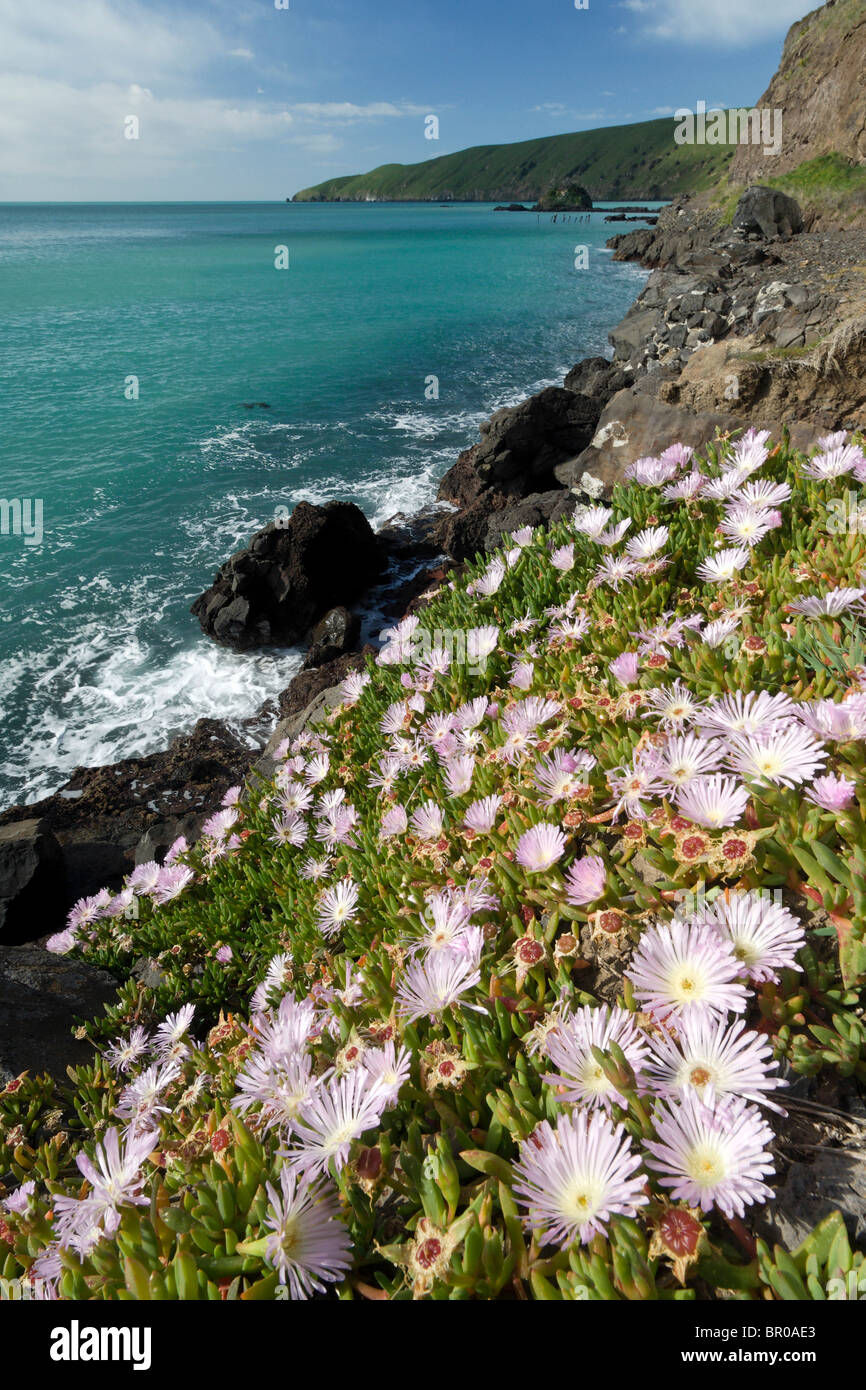 New Zealand, South Island, Oakins Bay. New Zealand Ice plant (Disphyma ...