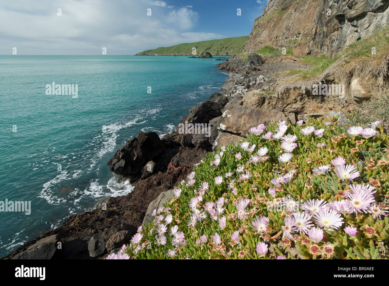 New Zealand, South Island, Oakins Bay. New Zealand Ice plant (Disphyma ...