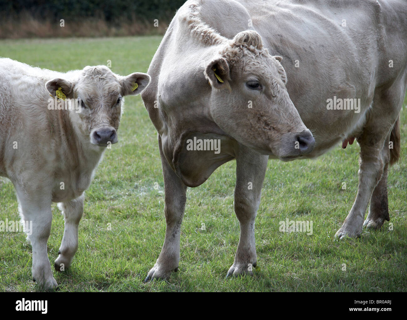 Beef cattle farming hi-res stock photography and images - Alamy