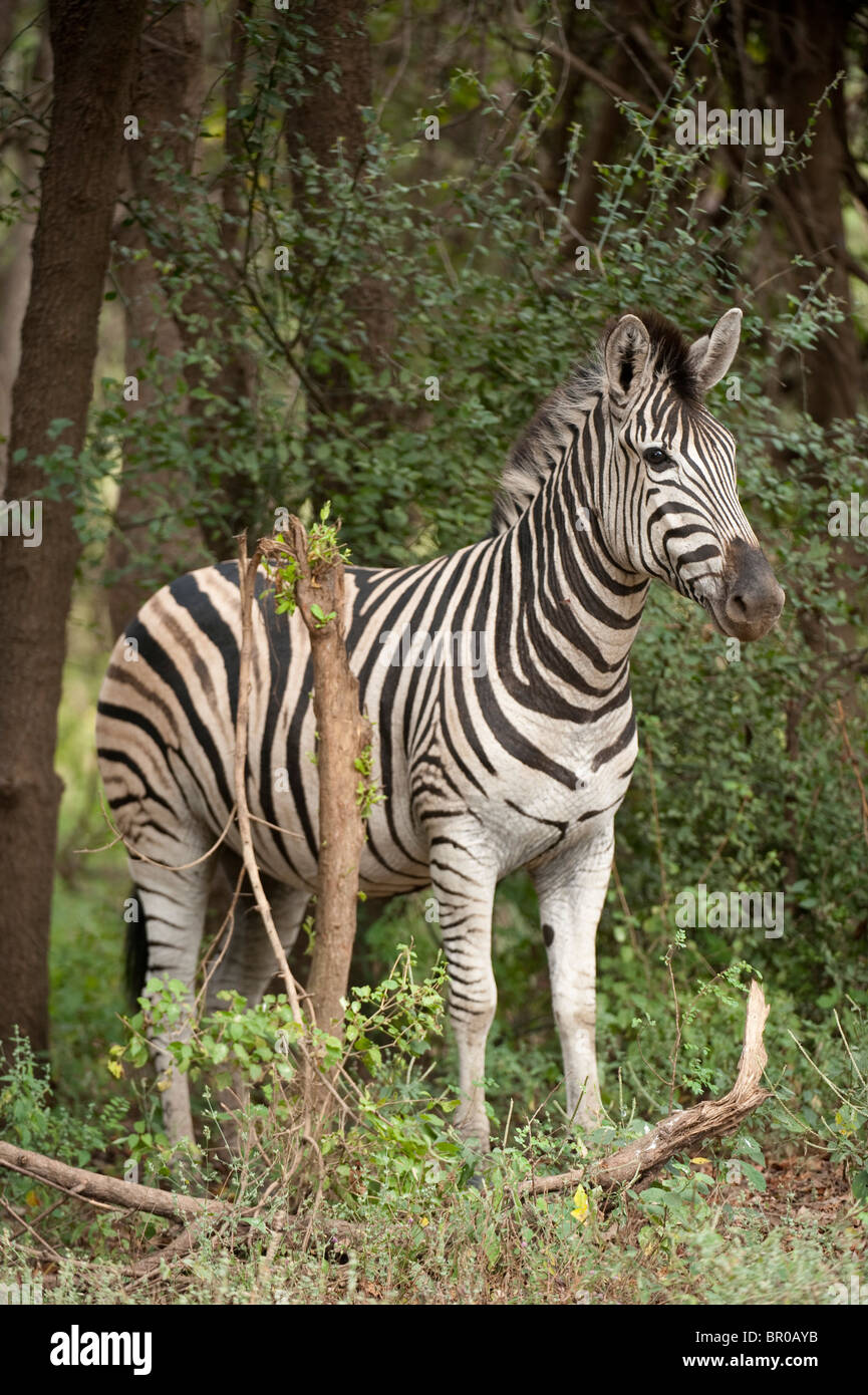 Malawi Mammals High Resolution Stock Photography and Images - Alamy