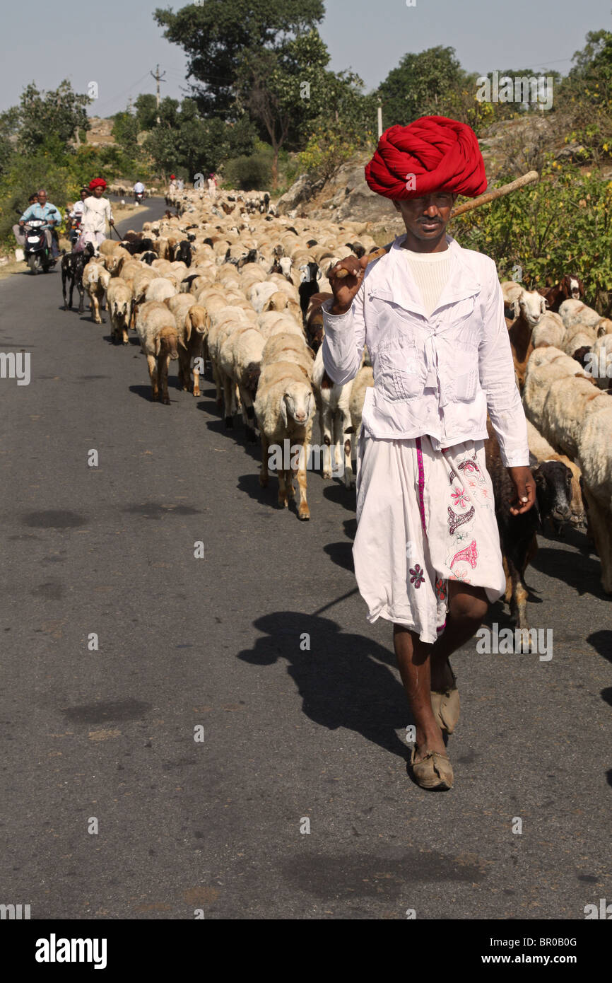 Sheep walking leader hi-res stock photography and images - Alamy