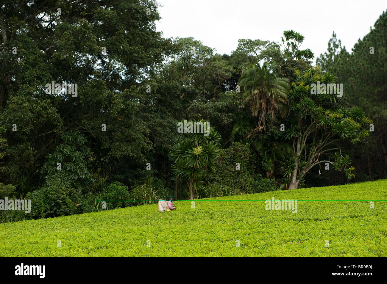 Tea picker, Satemwa tea estate, Thyolo Forest Reserve, Malawi Stock ...