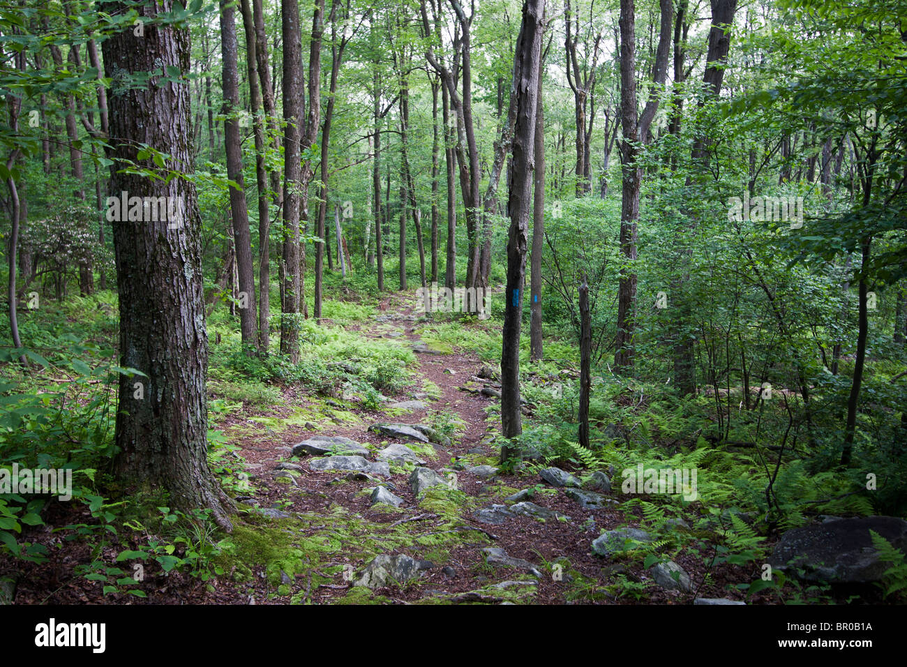 Wolf rocks trail in Pa Stock Photo - Alamy