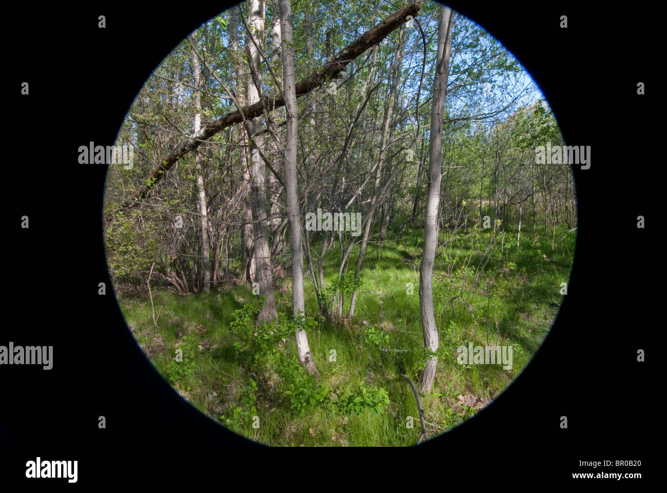 Circular trees hi-res stock photography and images - Alamy