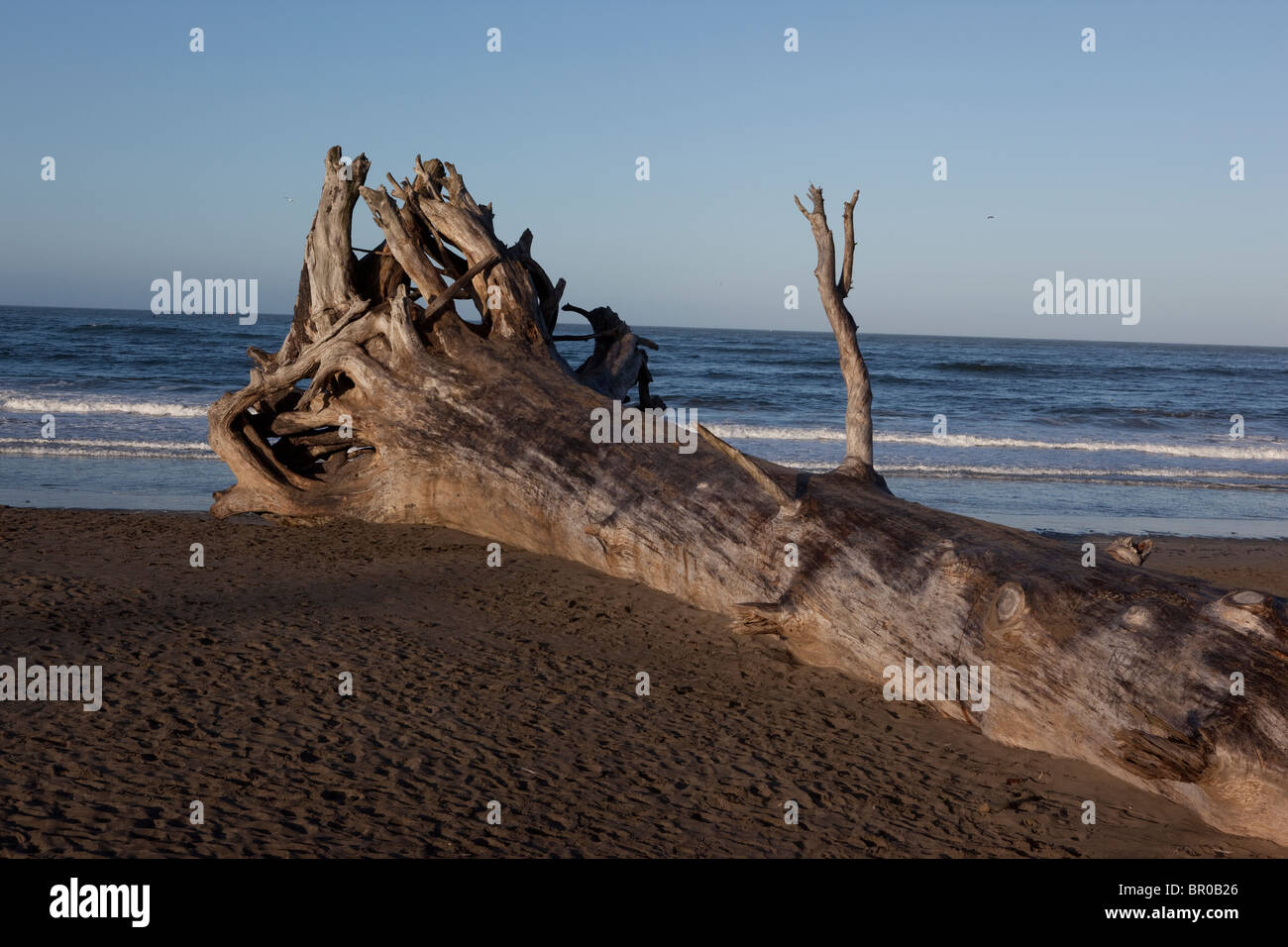 gigantic tree washed up on la push beach Stock Photo - Alamy