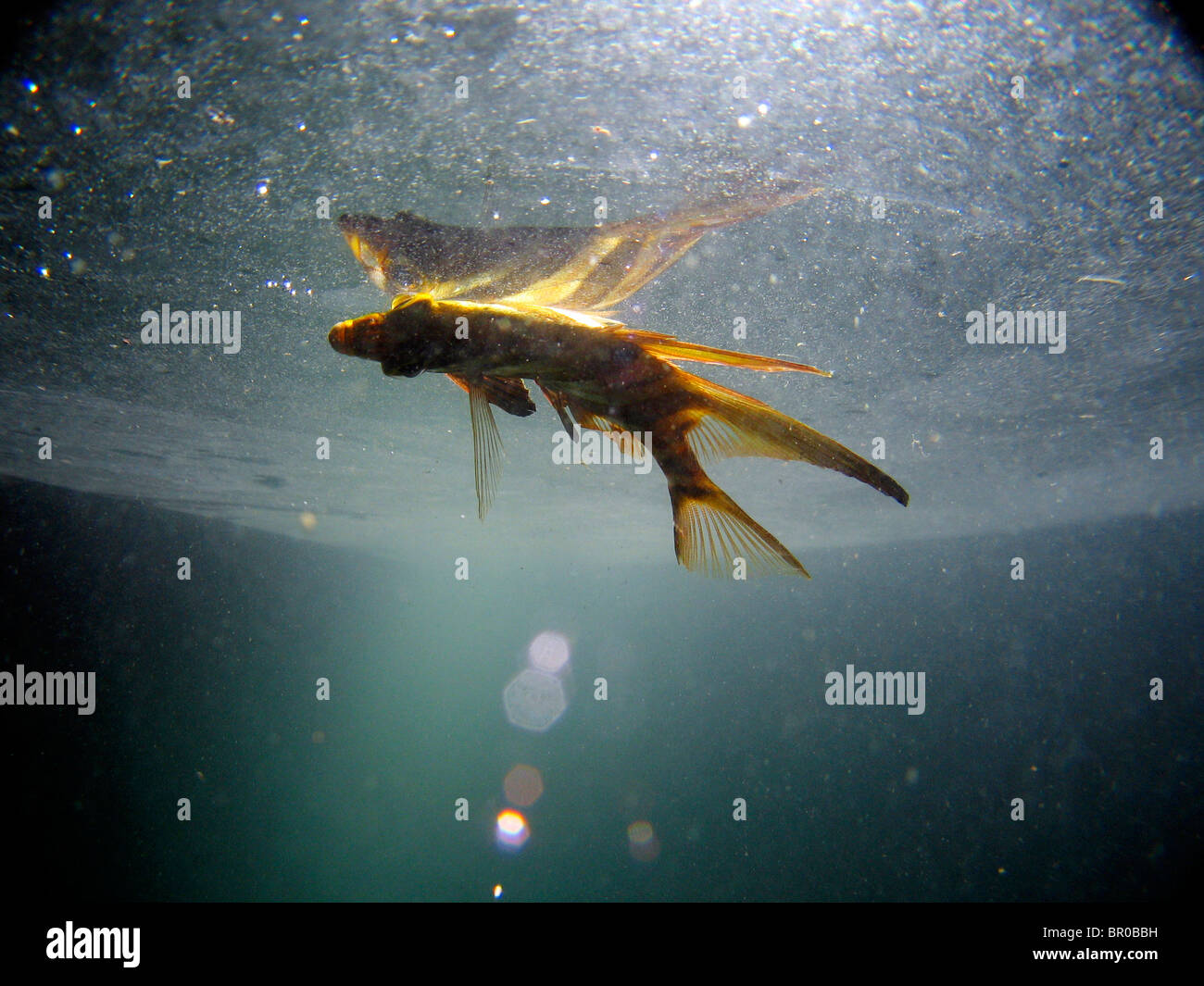 dead fish floating in Sydney harbor Australia Stock Photo - Alamy