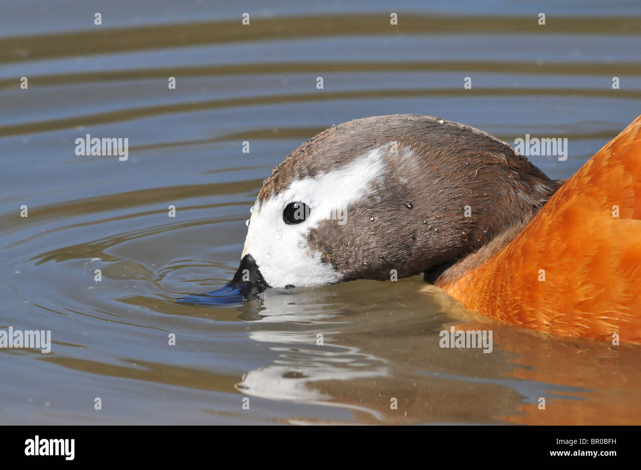 Female cape shelduck hi-res stock photography and images - Alamy