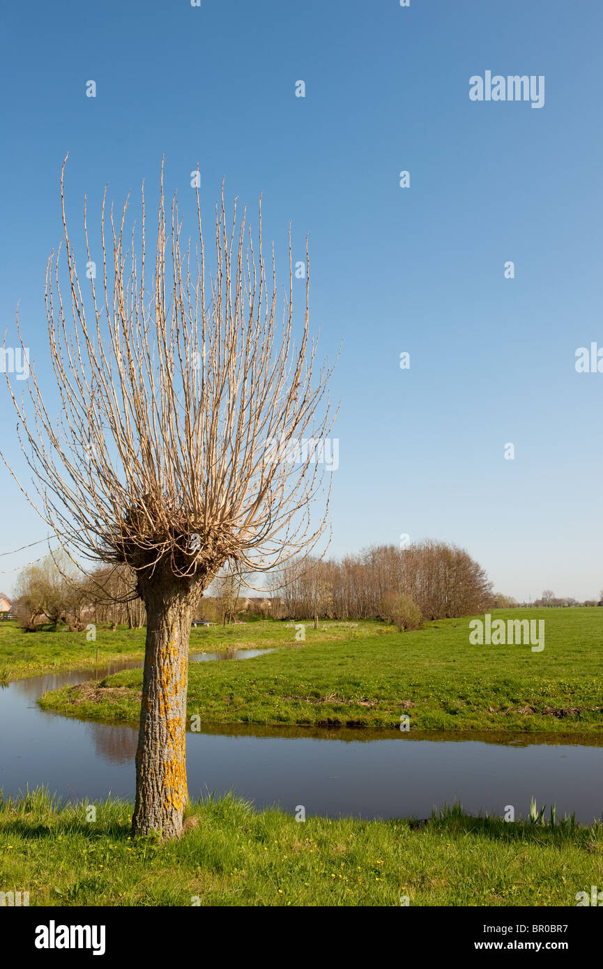 Pollard willows hi-res stock photography and images - Alamy
