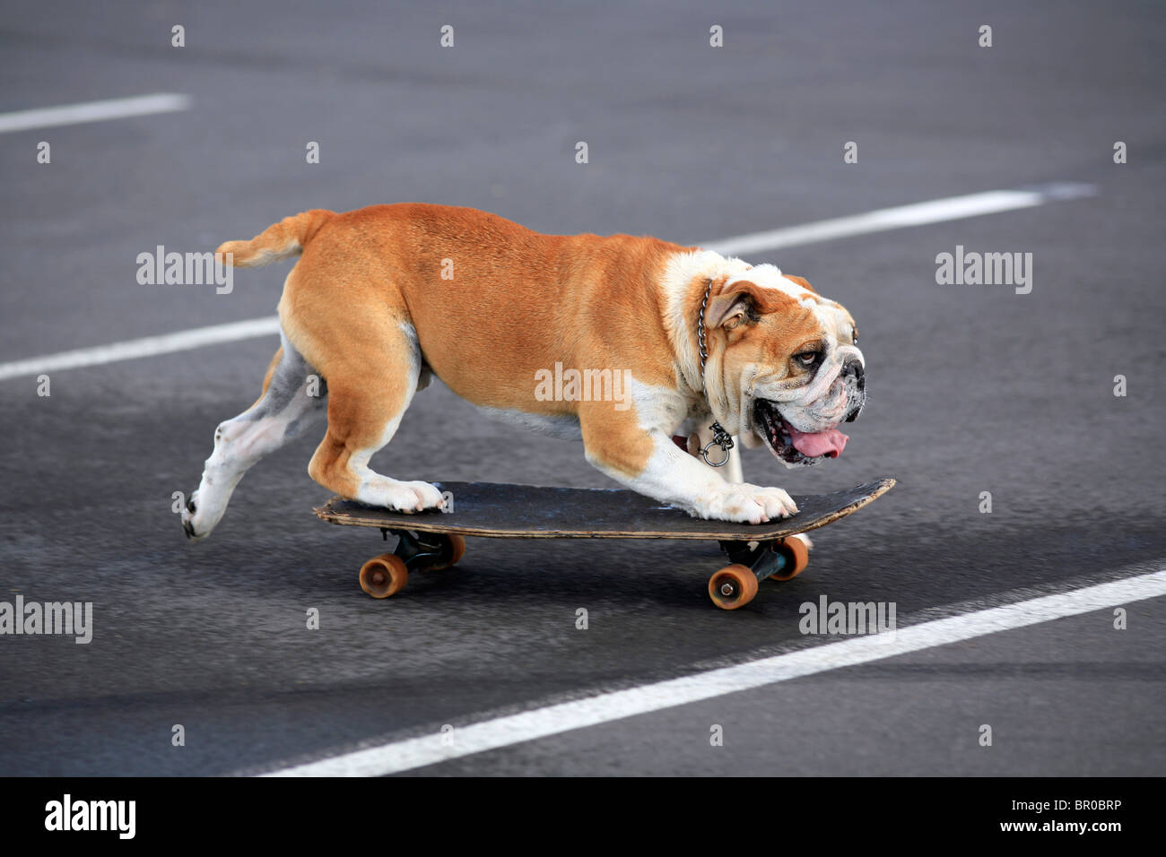 Skateboarding bulldog hi-res stock photography and images - Alamy